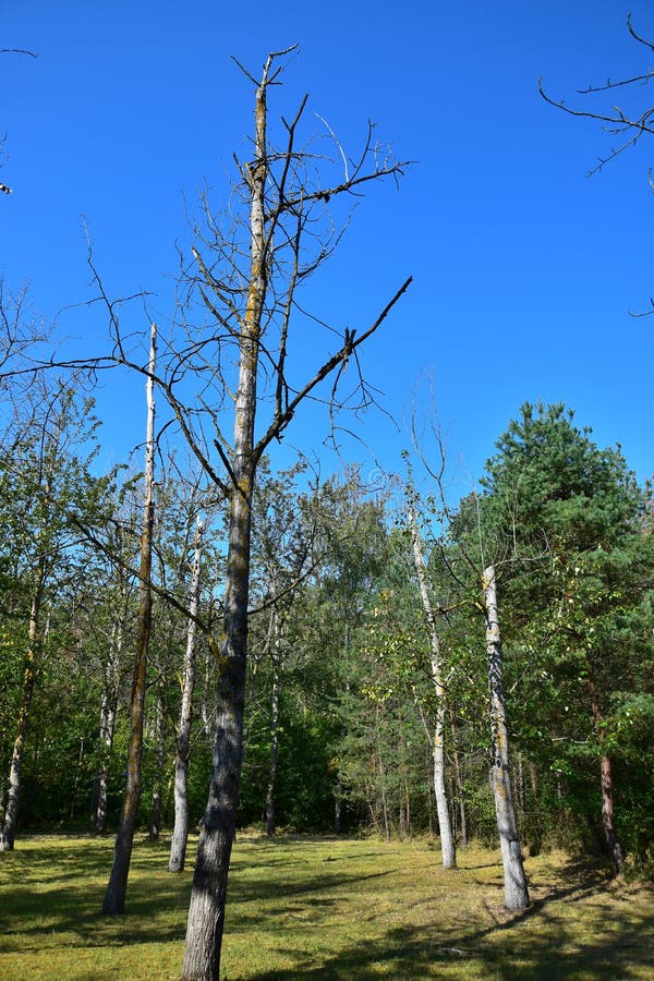 Trees Suffering from Dryness Stock Photo - Image of branch, aridness ...