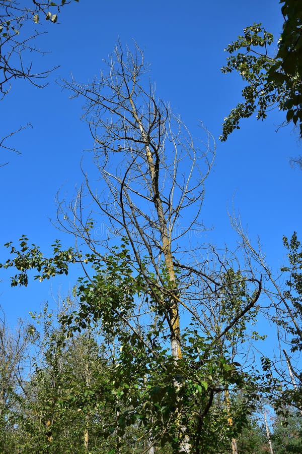 Trees Suffering from Dryness Stock Image - Image of leaves, format ...