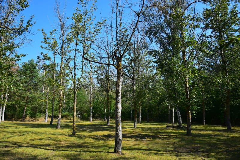 Trees Suffering from Dryness Stock Image - Image of leaves, branch ...