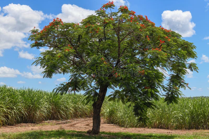 Trees and Sugar Cane Field at Mhlume in Swaziland Stock Image - Image ...