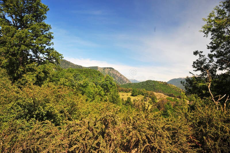 Trees in Summer with Blue Sky in Bariloche Argentina Stock Image ...