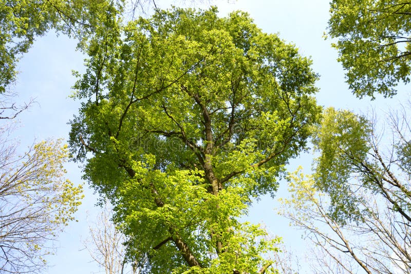 Trees stock photo. Image of summer, trees, leaf - 86612644