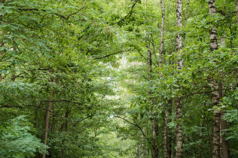 Trees in summer forest stock image. Image of forest - 153493163