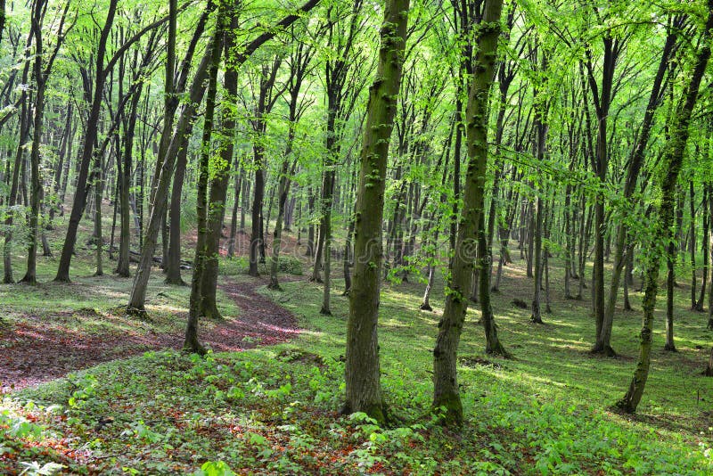 Trees in the Summer Forest , Remarkable Spring Landscape in the Forest ...