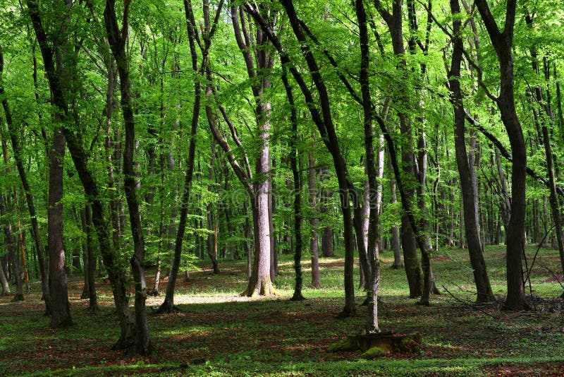 Trees in the Summer Forest , Remarkable Spring Landscape in the Forest ...