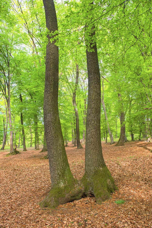 Trees in the Summer Forest , Remarkable Spring Landscape in the Forest ...