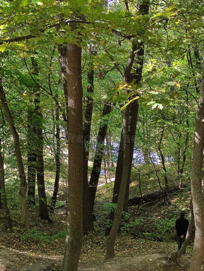 Trees in Summer& X29; I Love it. Stock Photo - Image of leaf, love ...