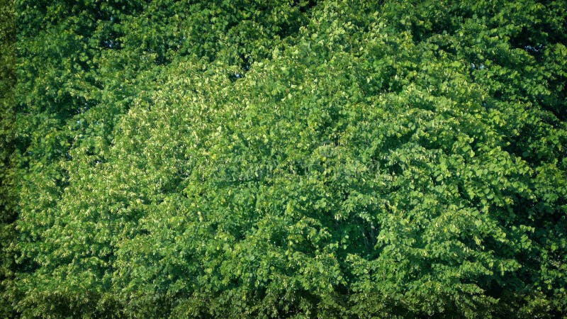 Trees in the Summer Moving in Breeze Stock Video - Video of breeze ...