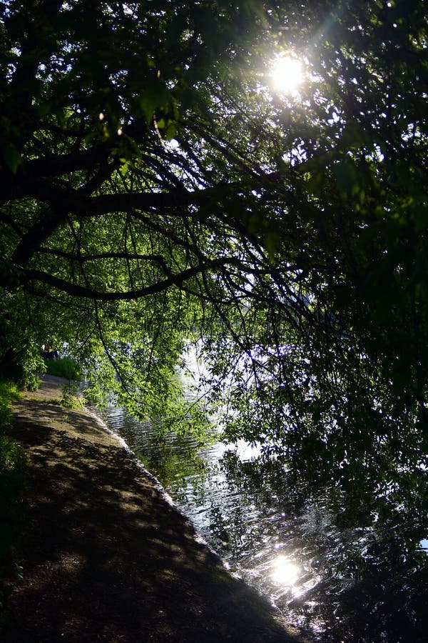 Trees in a Summer Park. a Pond and Trees Reflection. Sunrays through ...