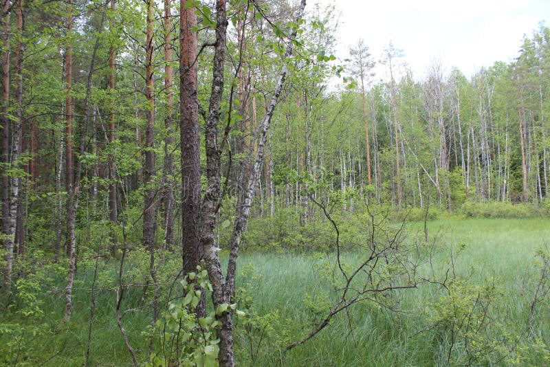In the Russian forest stock image. Image of countryside - 126258487