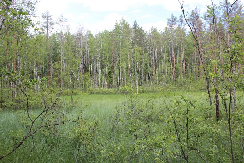 Swamp in the Russian Forest Stock Image - Image of region, background ...