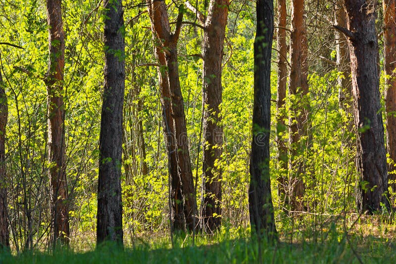 Trees in the summer woods stock image. Image of background - 94057927
