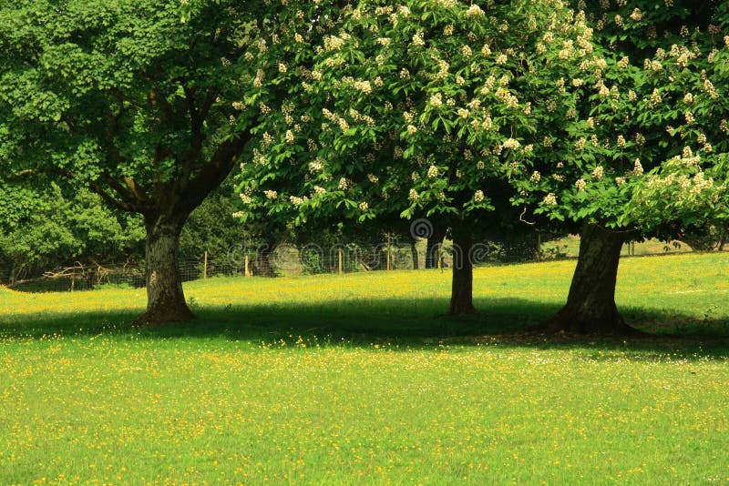 Trees in summertime stock image. Image of landscape, forested - 5512403