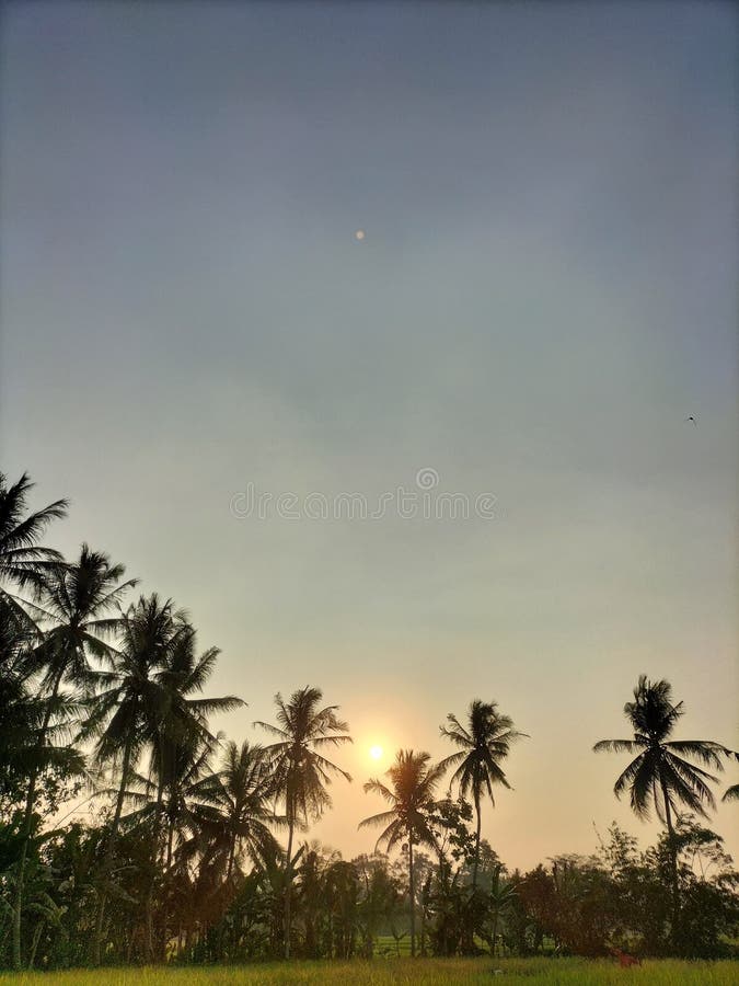 Trees and sun await stock image. Image of afternoon - 289485547