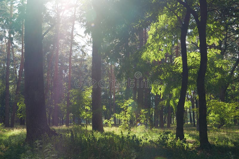Trees and Sun in Beautiful Summer Forest Stock Photo - Image of land ...