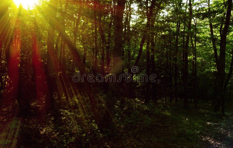 Trees in the sun stock image. Image of forest, optimism - 118805601