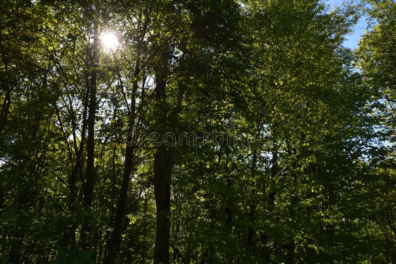 Trees and sun. stock image. Image of summer, grouping - 46531247