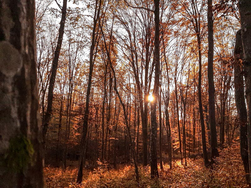 Trees sun leaves fall stock photo. Image of leaves, woodland - 209978924