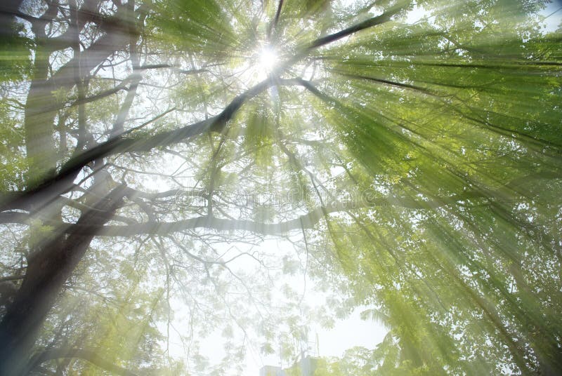 Trees with Sun Rays stock image. Image of nature, freshness - 16780497