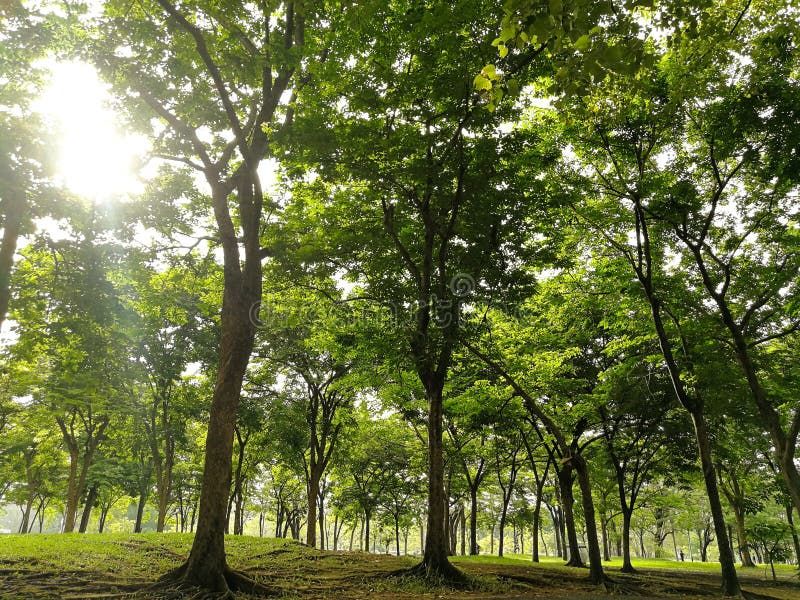 Tree Environment in park stock image. Image of forest - 102984099