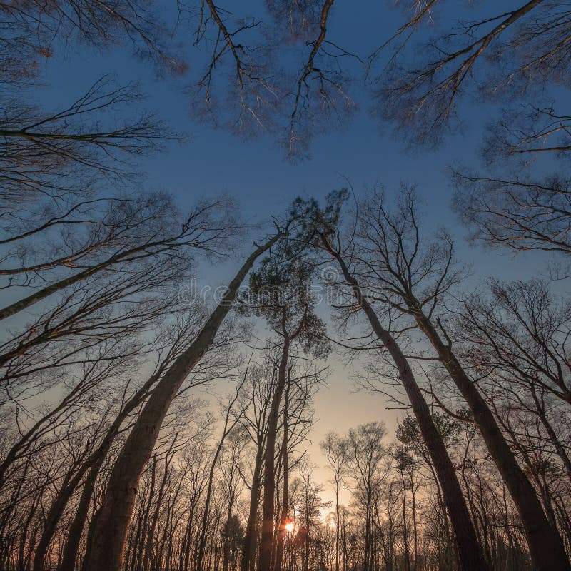 Trees stock photo. Image of outdoors, setting, trees - 107927112