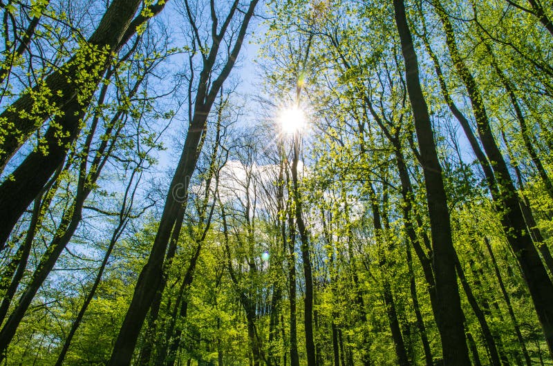 Trees, sun and sky stock image. Image of spring, green - 53162149