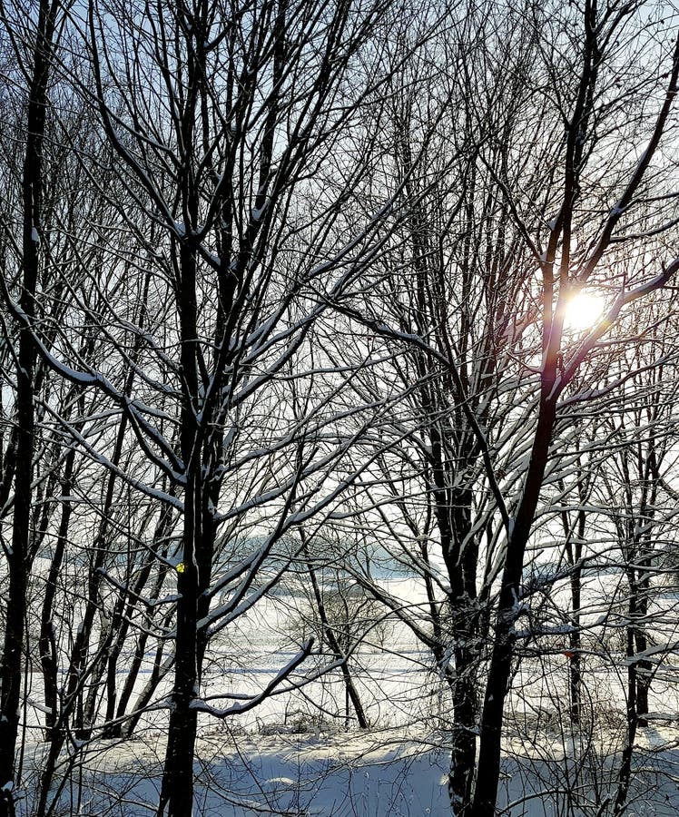 Trees Sun Snow Winter Europe Stock Photo - Image of winter, forest ...