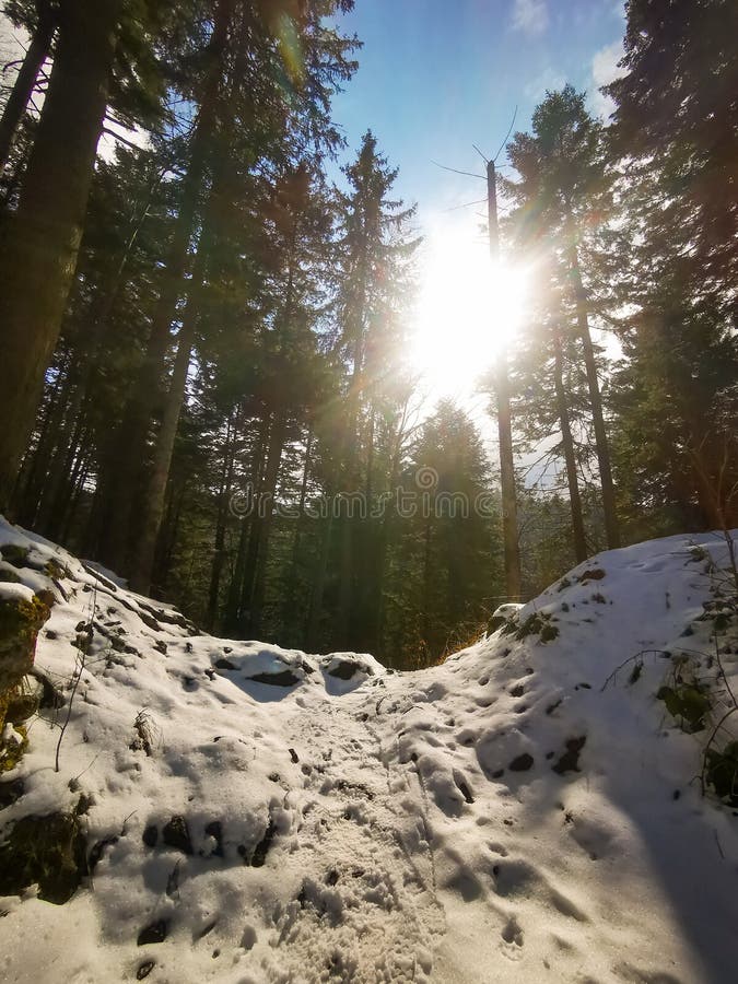 Trees sun and winter path stock photo. Image of autumn - 213229396