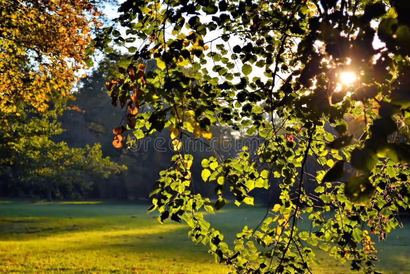 Trees in Sunlight stock photo. Image of chlorophyl, dazzled - 27871202