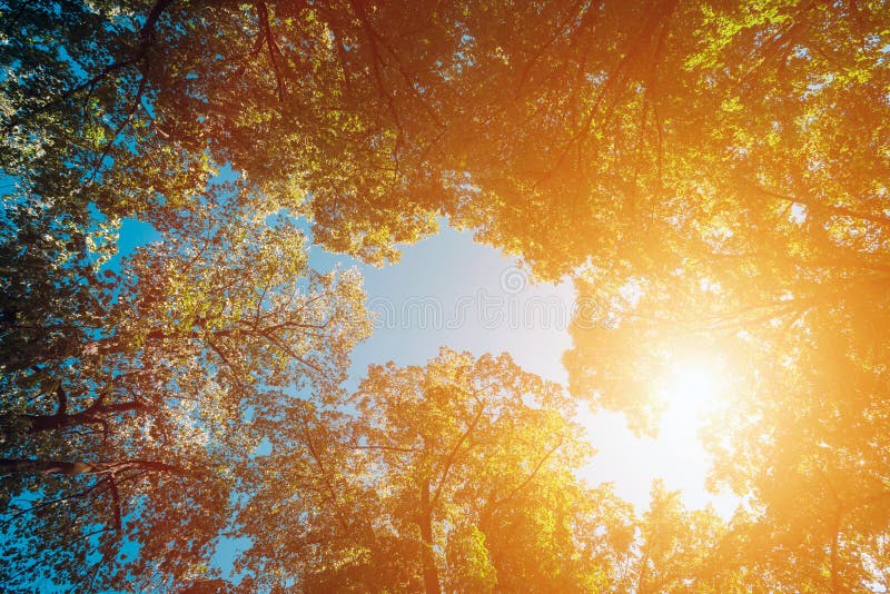 Trees and Sunlight from Below Stock Image - Image of sunlight, branches ...