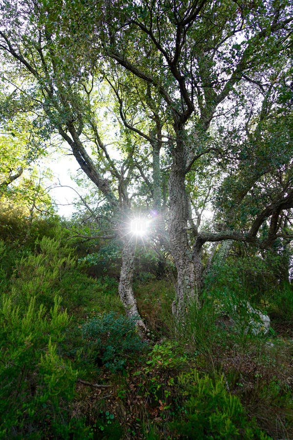 Trees in the sunlight stock image. Image of portugal - 63779329