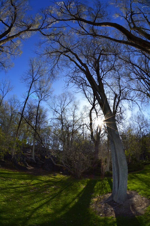 Trees Sunlight Shadows Park Green Grass Stock Image - Image of lawn ...