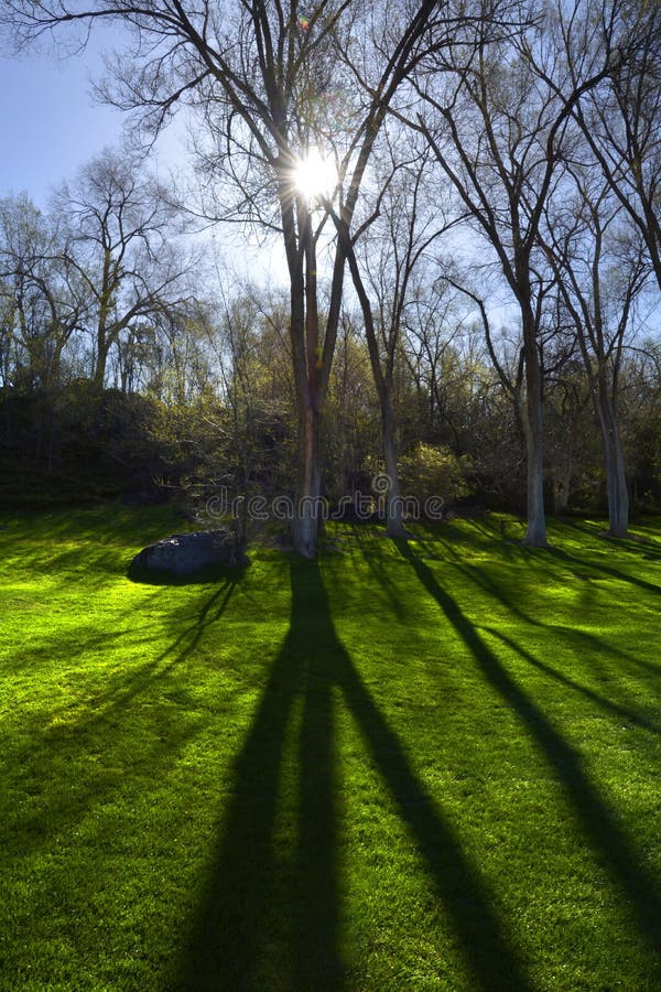 Trees Sunlight Shadows Park Green Grass Stock Photo - Image of grass ...