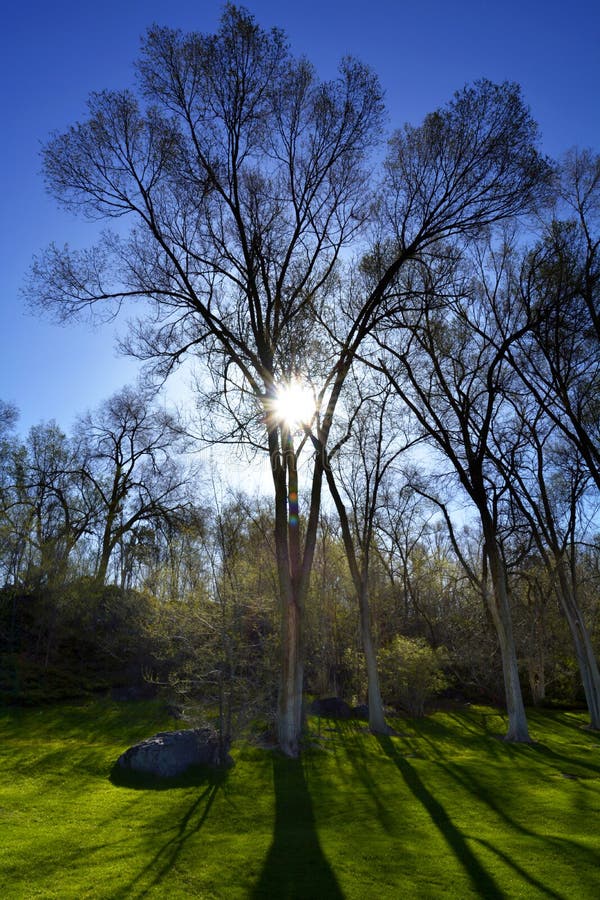 Trees Sunlight Shadows Park Green Grass Stock Photo - Image of extend ...