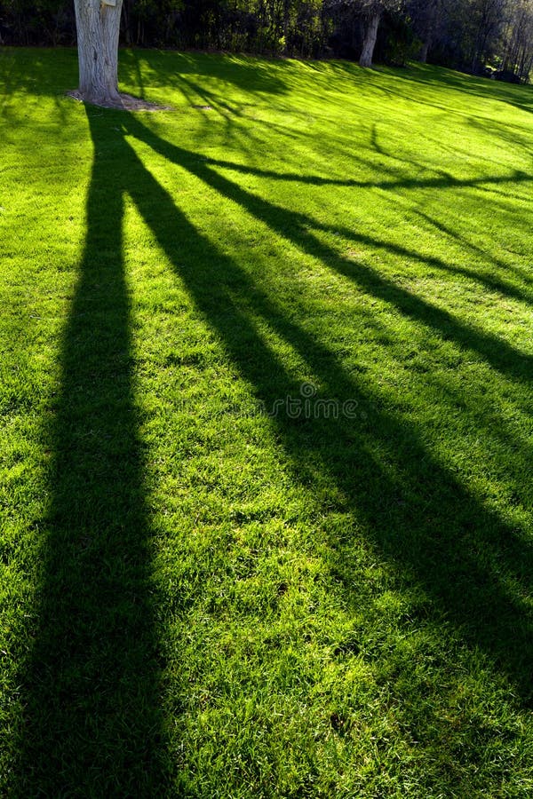 Trees Sunlight Shadows Park Green Grass Stock Image - Image of cast ...