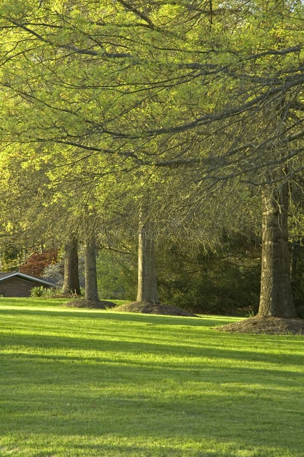 Spring, Trees, Fields stock image. Image of natural, cades - 45193