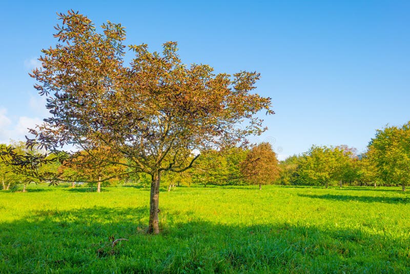 Trees in a Sunny Field Below a Blue Cloudy Sky at Fall Stock Photo ...