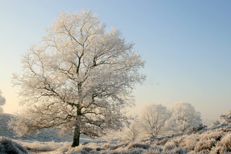 Trees in a Sunny Wintry Landscape Stock Image - Image of heath, bald ...