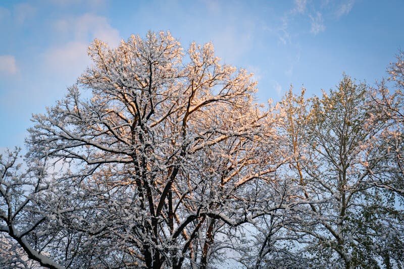 Trees on Sunrise in November Stock Photo - Image of beautiful, natural ...