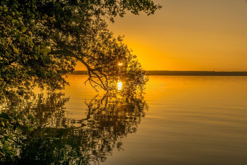 Trees at Sunrise - on a Small Lake Stock Image - Image of pond, park ...