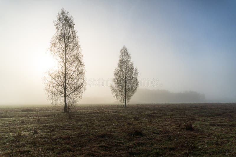 Trees at Sunrise in Spring. Stock Photo - Image of black, scenic: 319761300