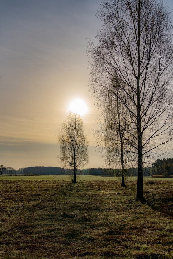 Trees at Sunrise in Spring. Stock Image - Image of sunrise, poland ...