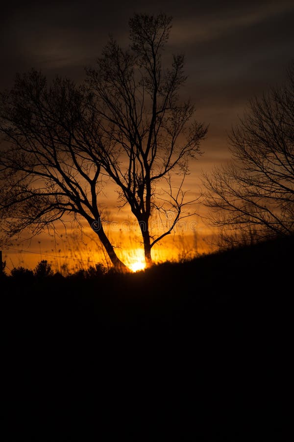 Trees in the sunset stock image. Image of natural, landscape - 30364453