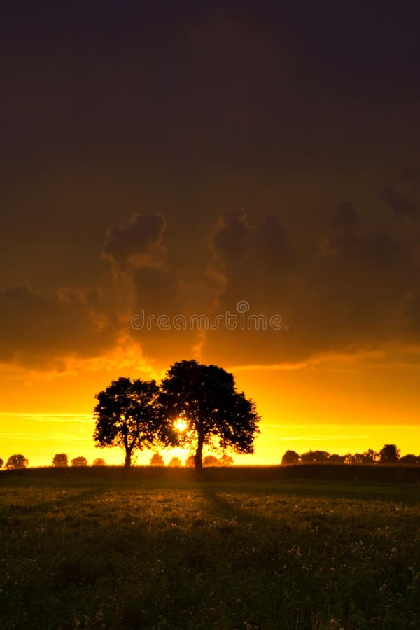 Trees and sunset stock photo. Image of backlight, dawn - 35379148
