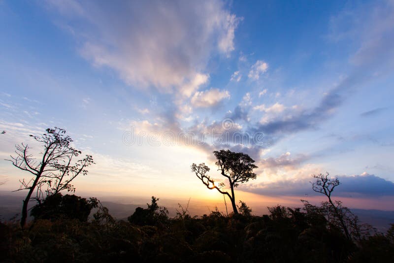 Trees on sunset blue sky stock photo. Image of atibaia - 93105574