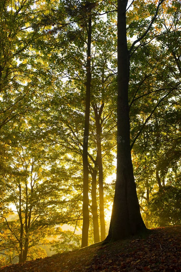 Trees at sunset stock photo. Image of leafage, morning - 112739416