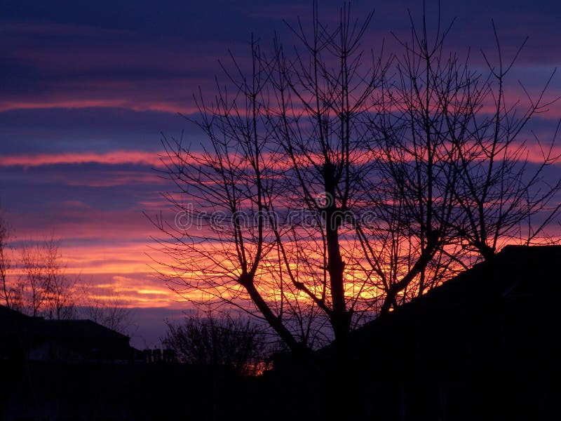 Trees In Forest During Sunset Picture. Image: 97145439