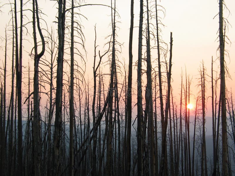 4,423 Fire Sunset Trees Stock Photos - Free & Royalty-Free Stock Photos ...