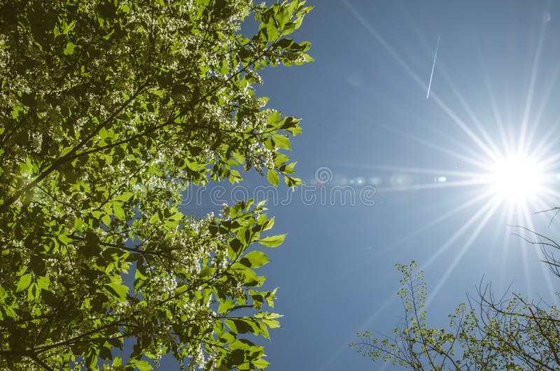 Trees and sunshine stock image. Image of environment - 85427031