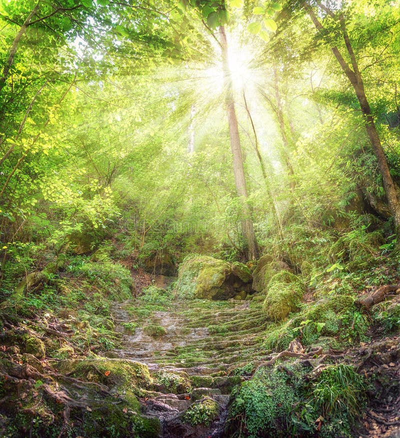 Trees with Sunshine in Wild Forest Stock Image - Image of sunlight ...
